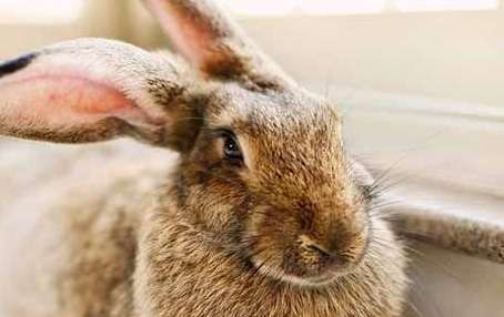 What should I do if my pet rabbit gets ear mites? You need to learn ...